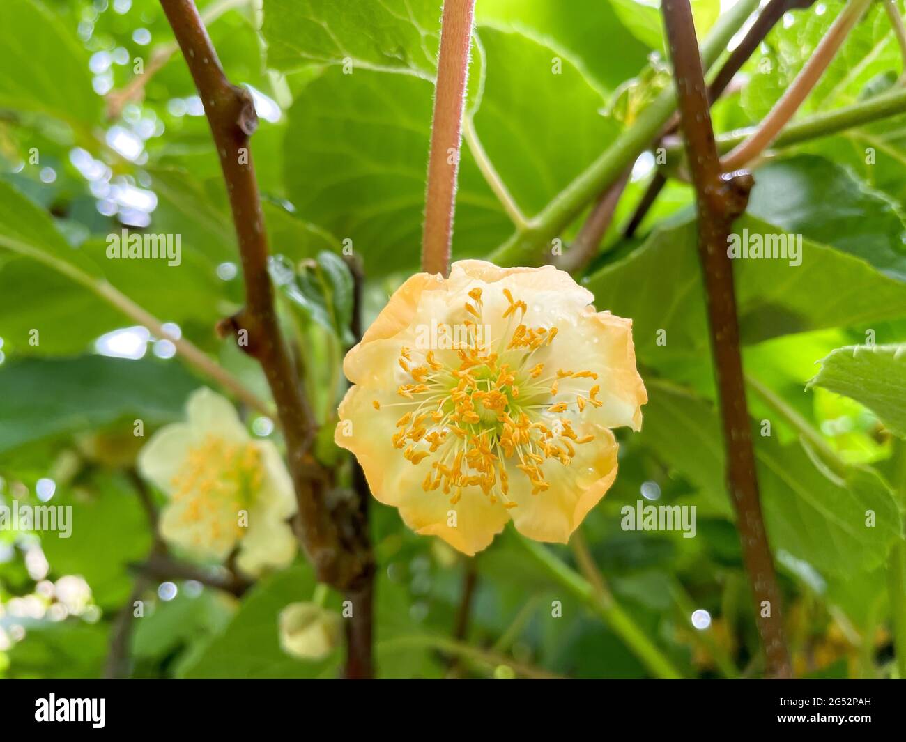 Kiwi tree blooms in summer Stock Photo - Alamy