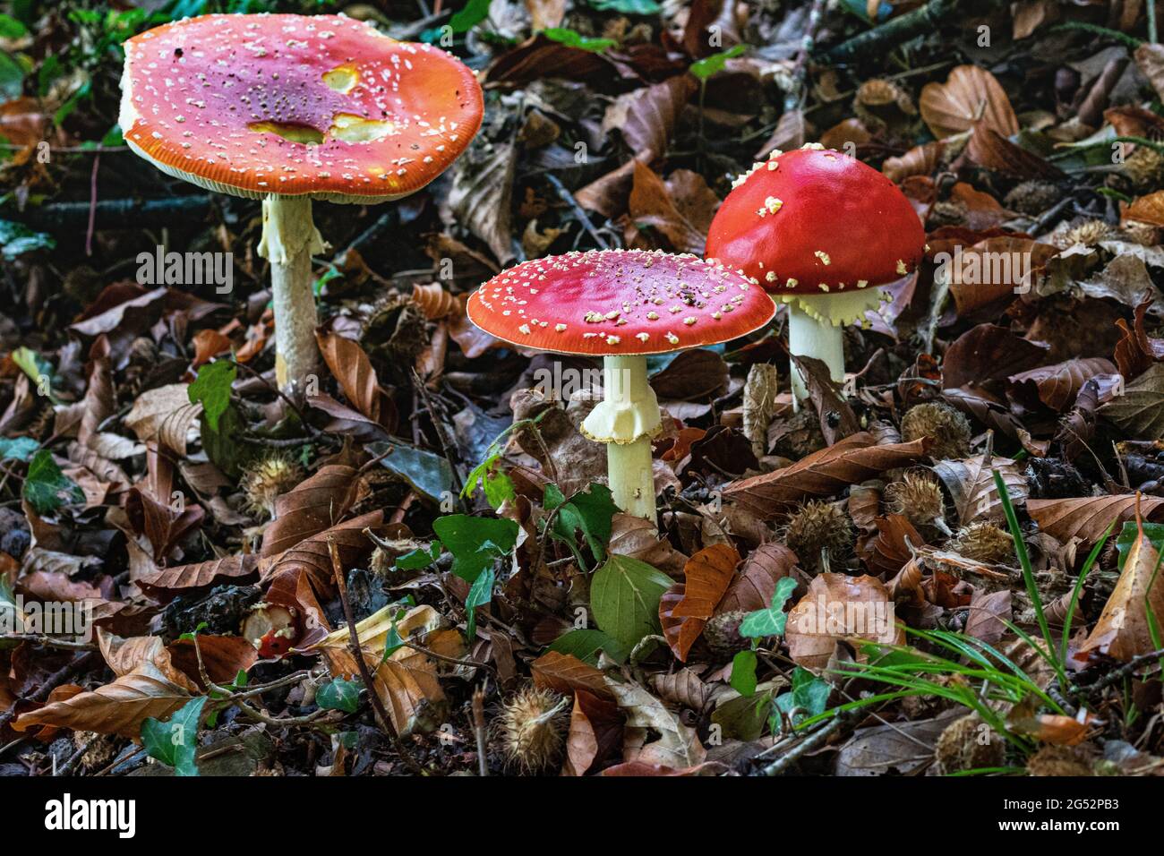 Group of Three Fly Agaric Fungi (Amanita muscaria) Growing in a Birch ...