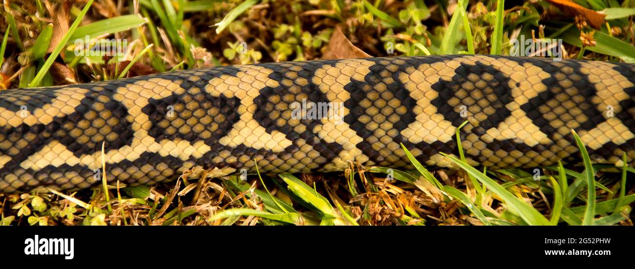 Close-up of carpet python, Morelia spilota, showing black, brown and ...