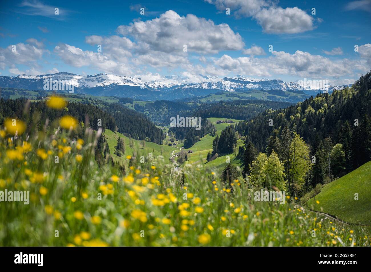 classical Emmental landscape with farm houses in the hills on a spring ...