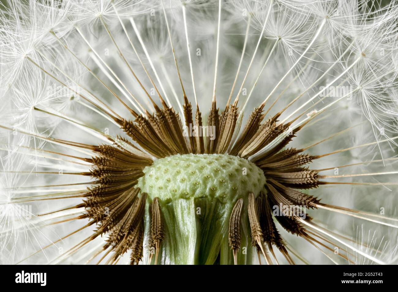 Inside a dandelion clock head close up with many seeds still attached ...