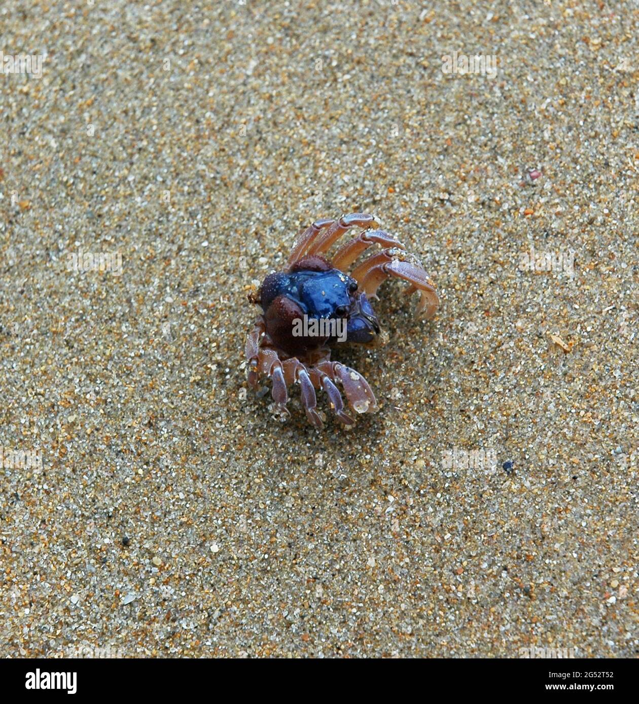 Light blue soldier crab hi-res stock photography and images - Alamy