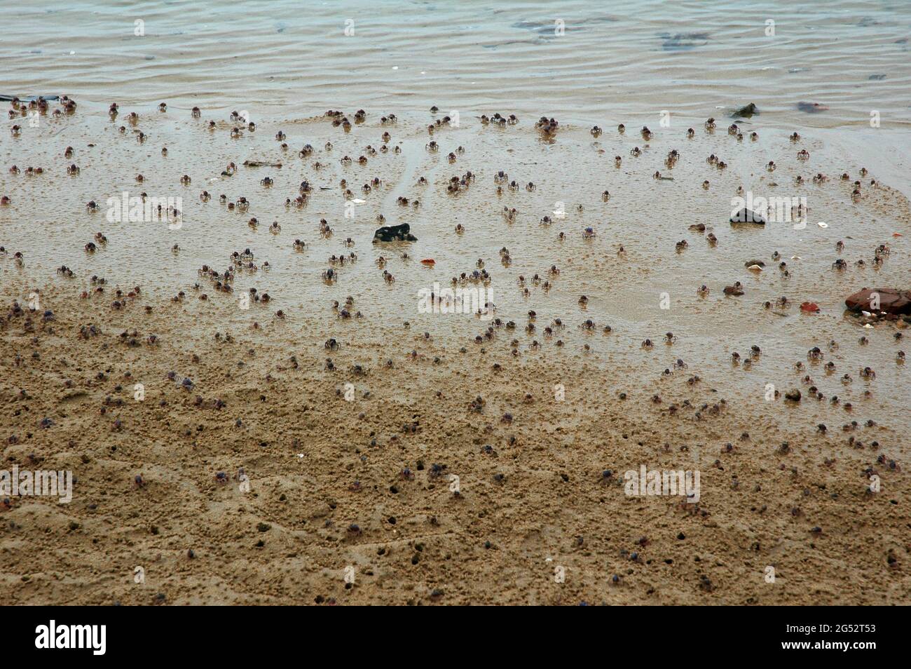 Soldier crabs Mictynris longicarpus at the shoreline Stock Photo - Alamy