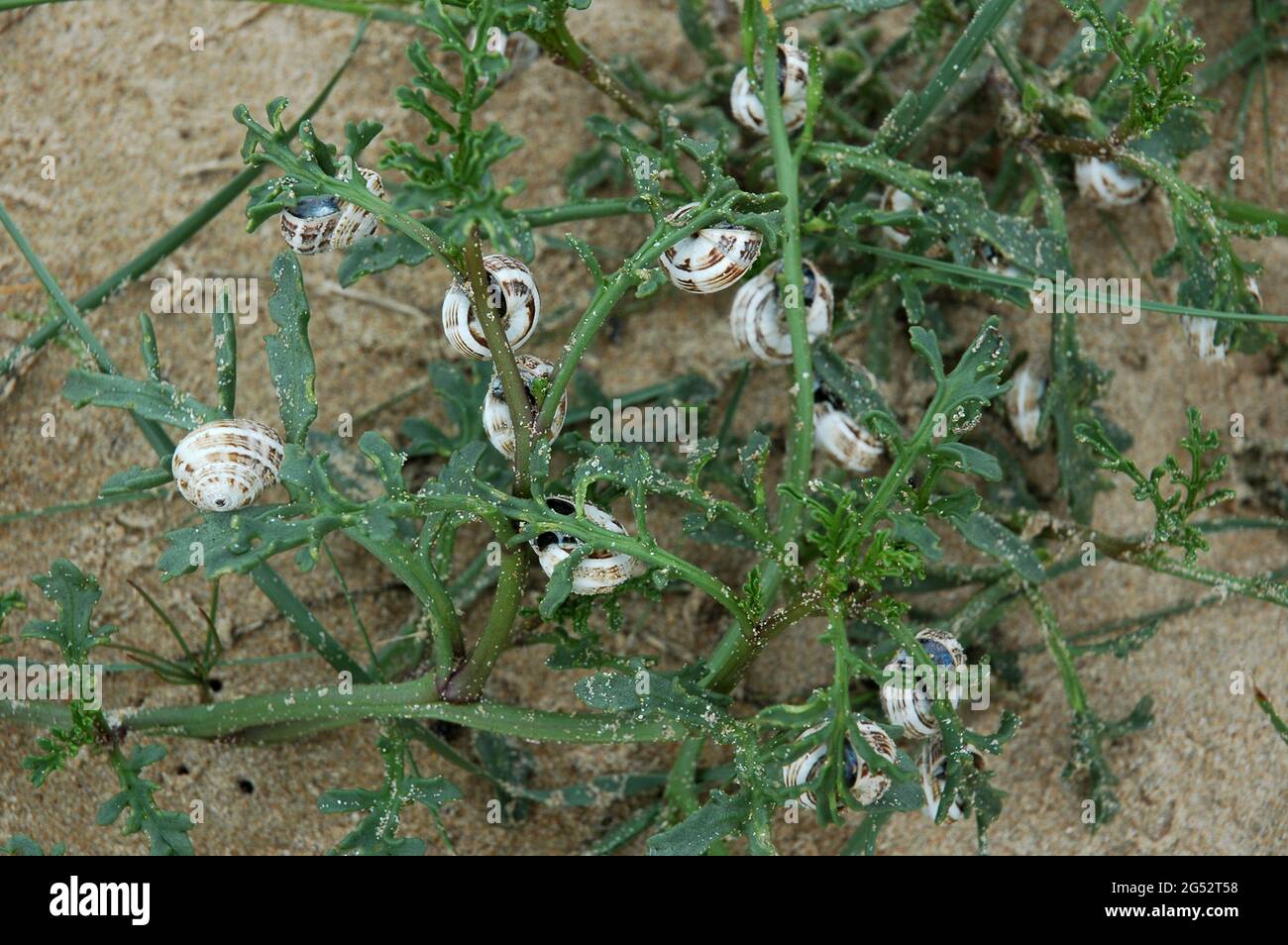 Ecosystems australia hi-res stock photography and images - Alamy