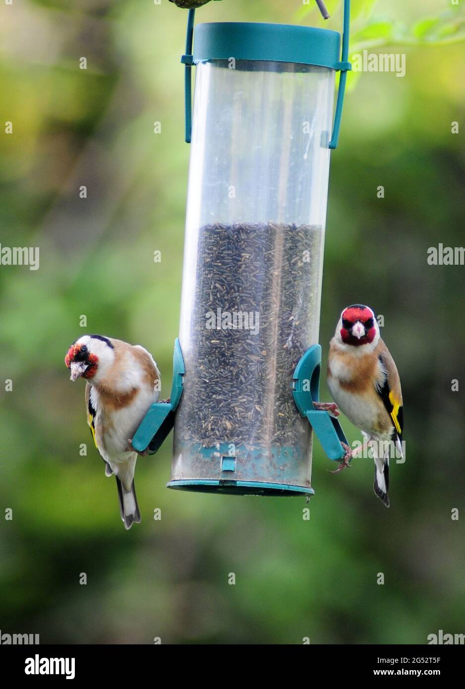 Seed feeder or seedfeeder hi-res stock photography and images - Alamy