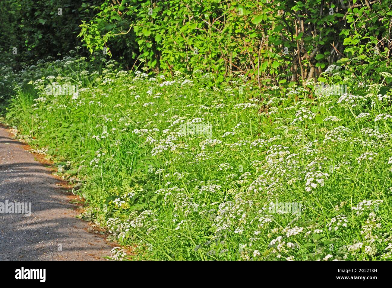 Wild parsley hi-res stock photography and images - Alamy