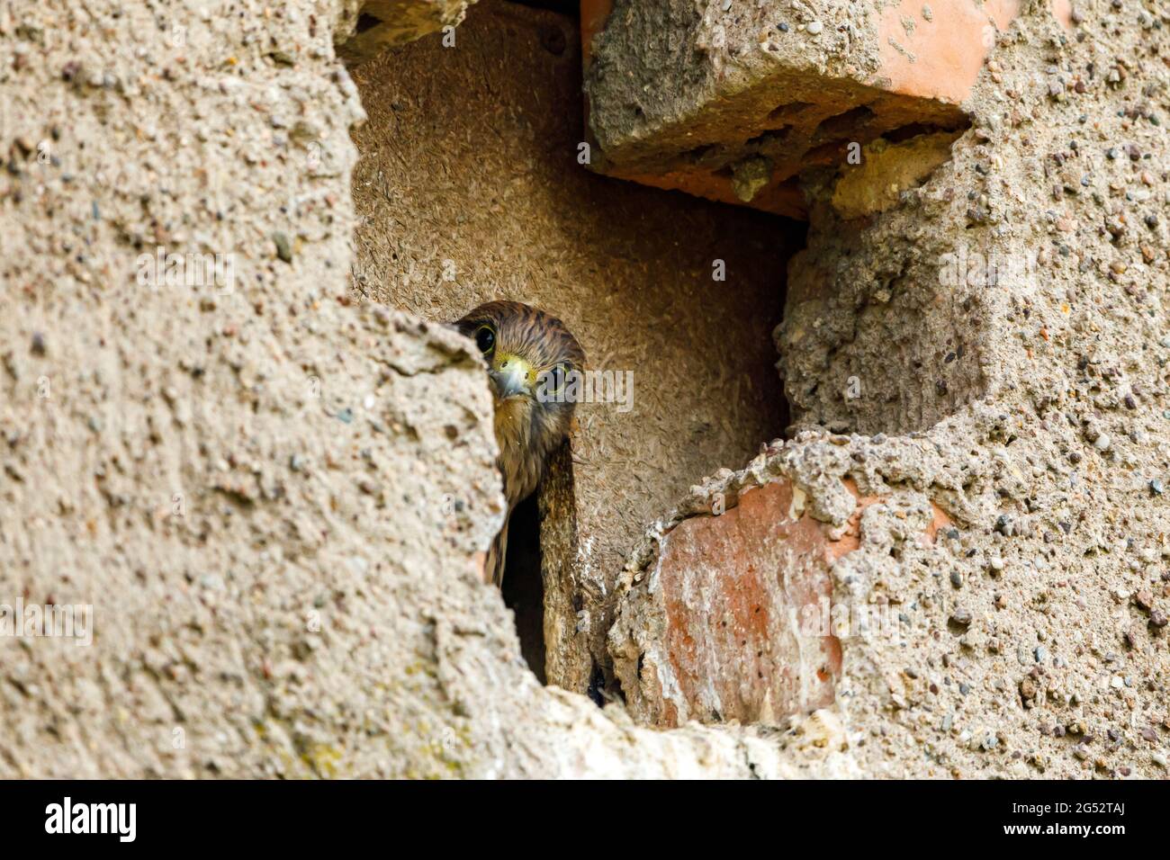 Young kestrel at the breeding cave Stock Photo - Alamy