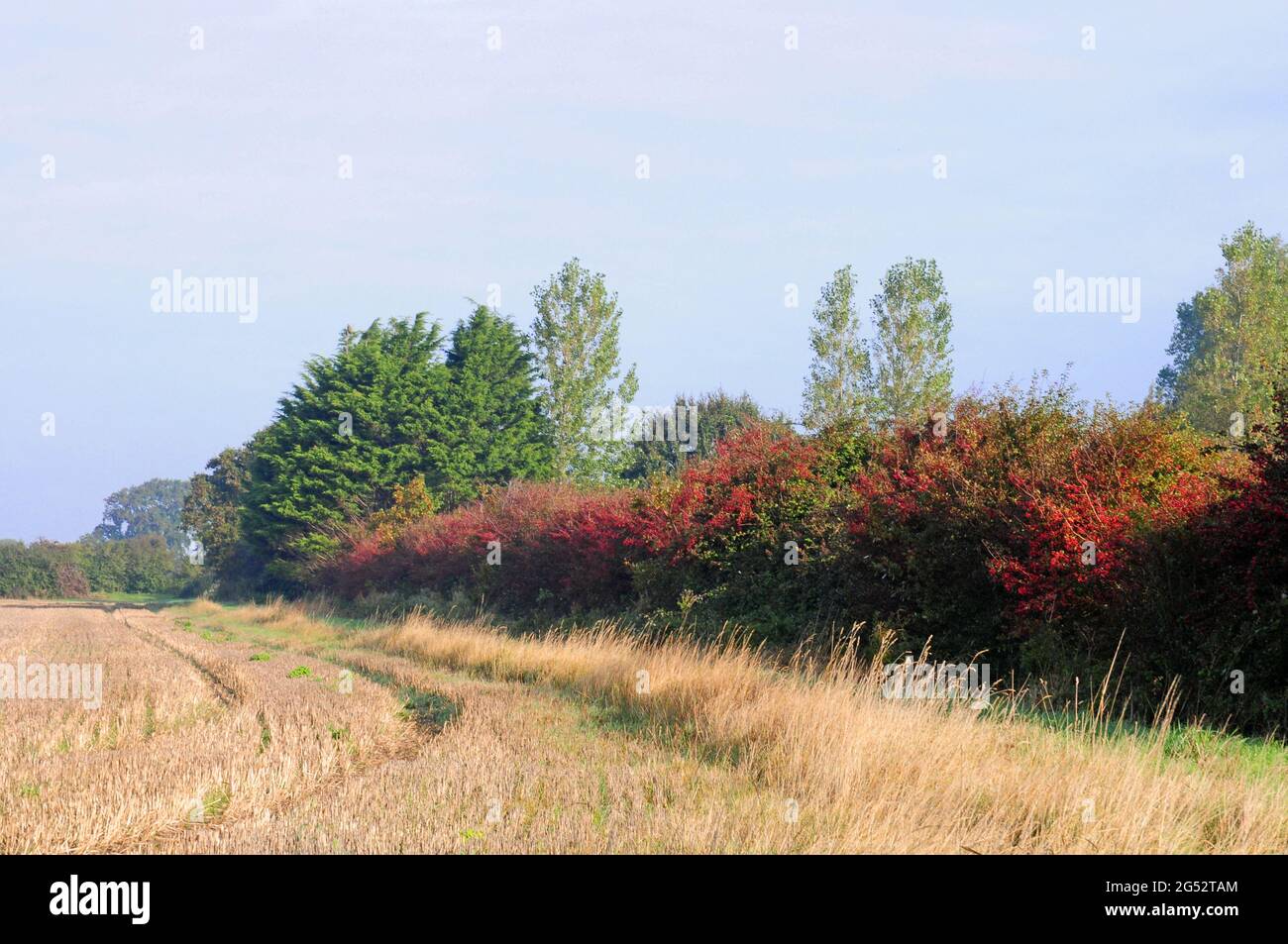 Hedgerow red with Hawthorn berries. Crataegus monogyna. Autumn. Coastal ...