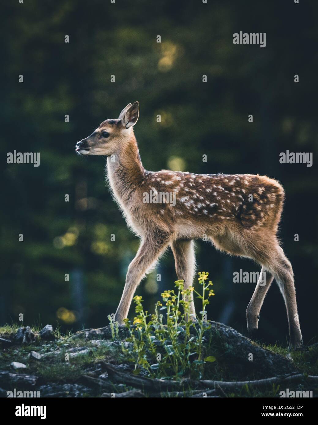Baby Deer Bambi in the Forest during Summer Stock Photo - Alamy