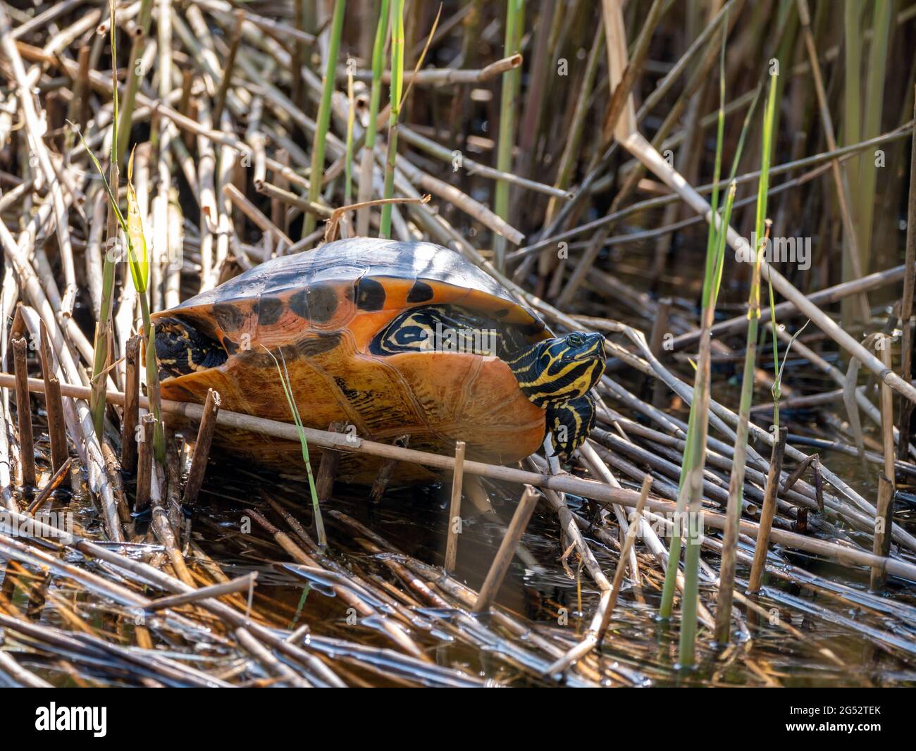 River cooter hi-res stock photography and images - Alamy