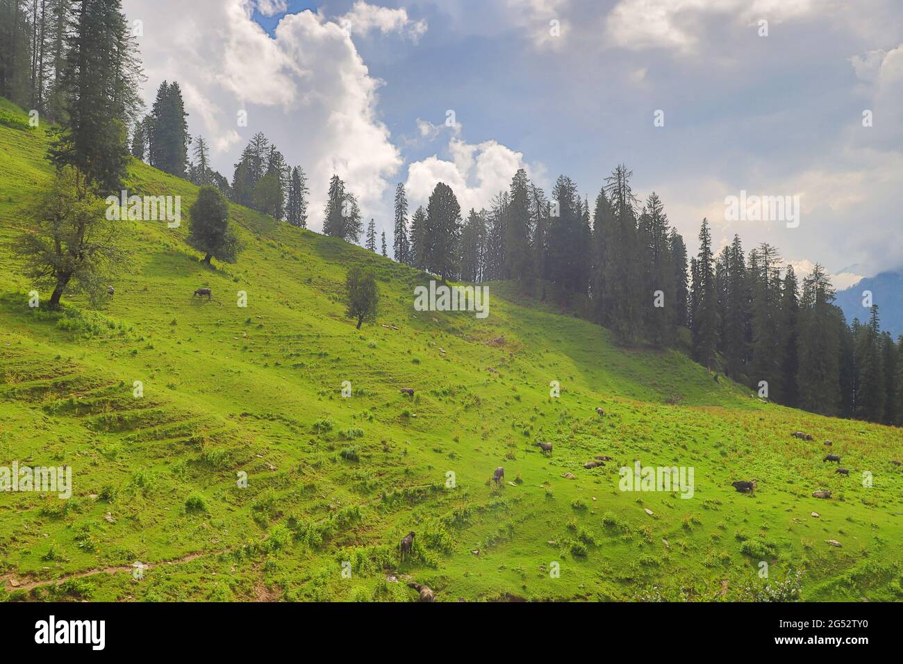 landscape view of himalyan mountains and green tree from kasol Stock ...