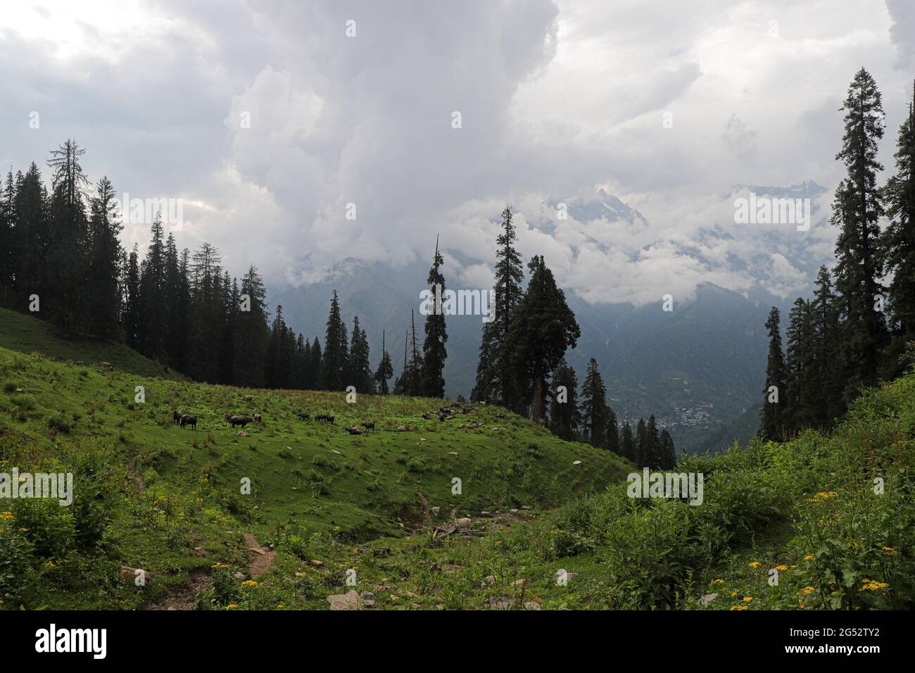 landscape view of himalyan mountains and green tree from kasol Stock ...