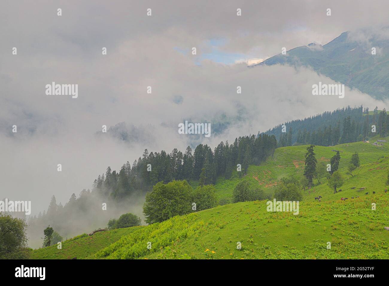 landscape view of himalyan mountains and green tree from kasol Stock ...