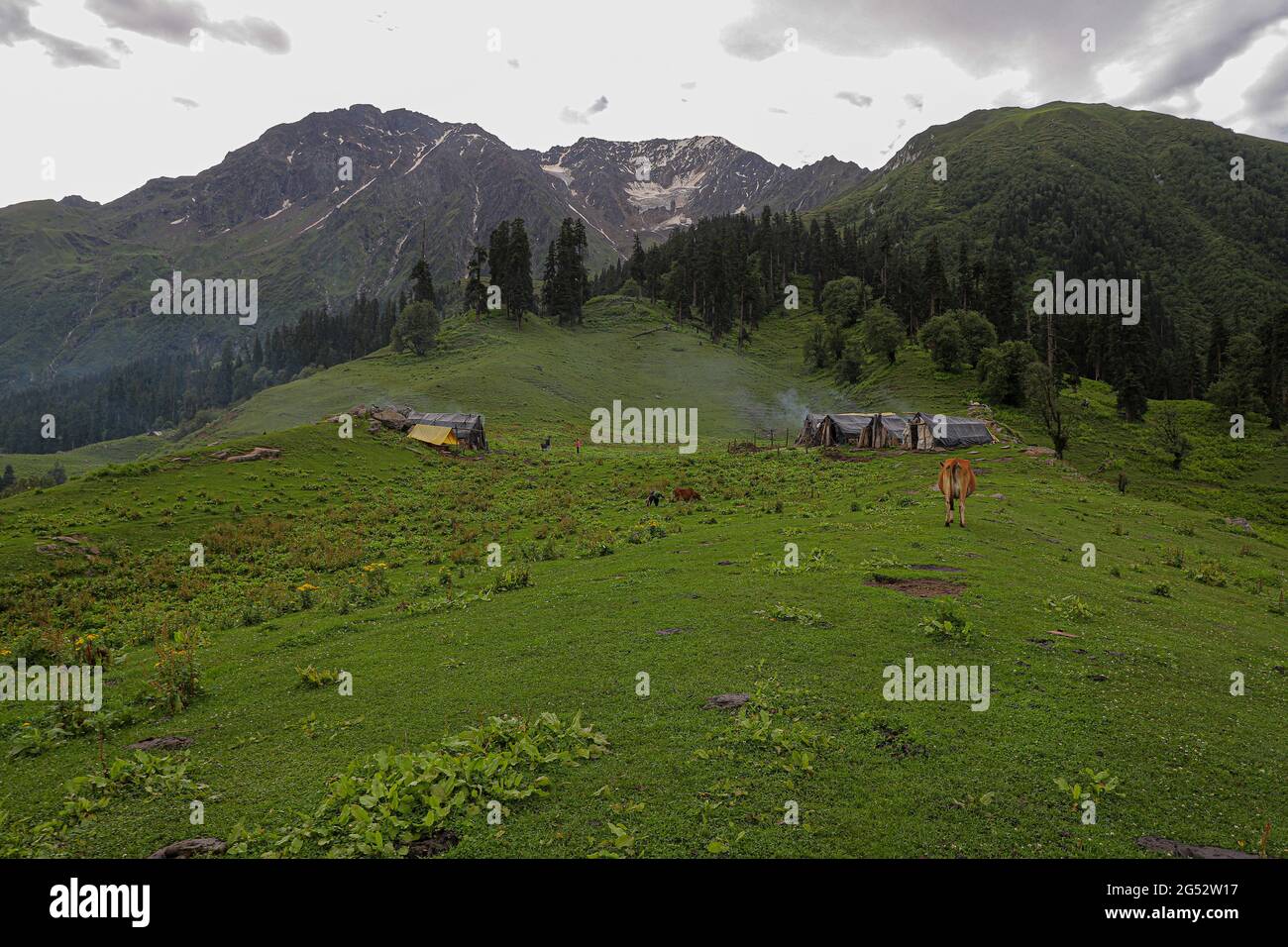 landscape view of himalyan mountains and green tree from kasol Stock ...