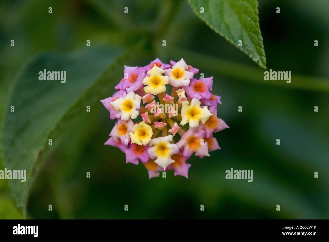 Lantana (lantana camara), invasive weed in Australia. Smothers native ...