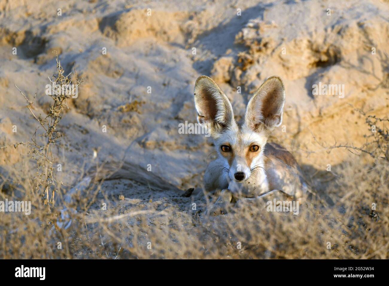 Arabian red fox hi-res stock photography and images - Alamy