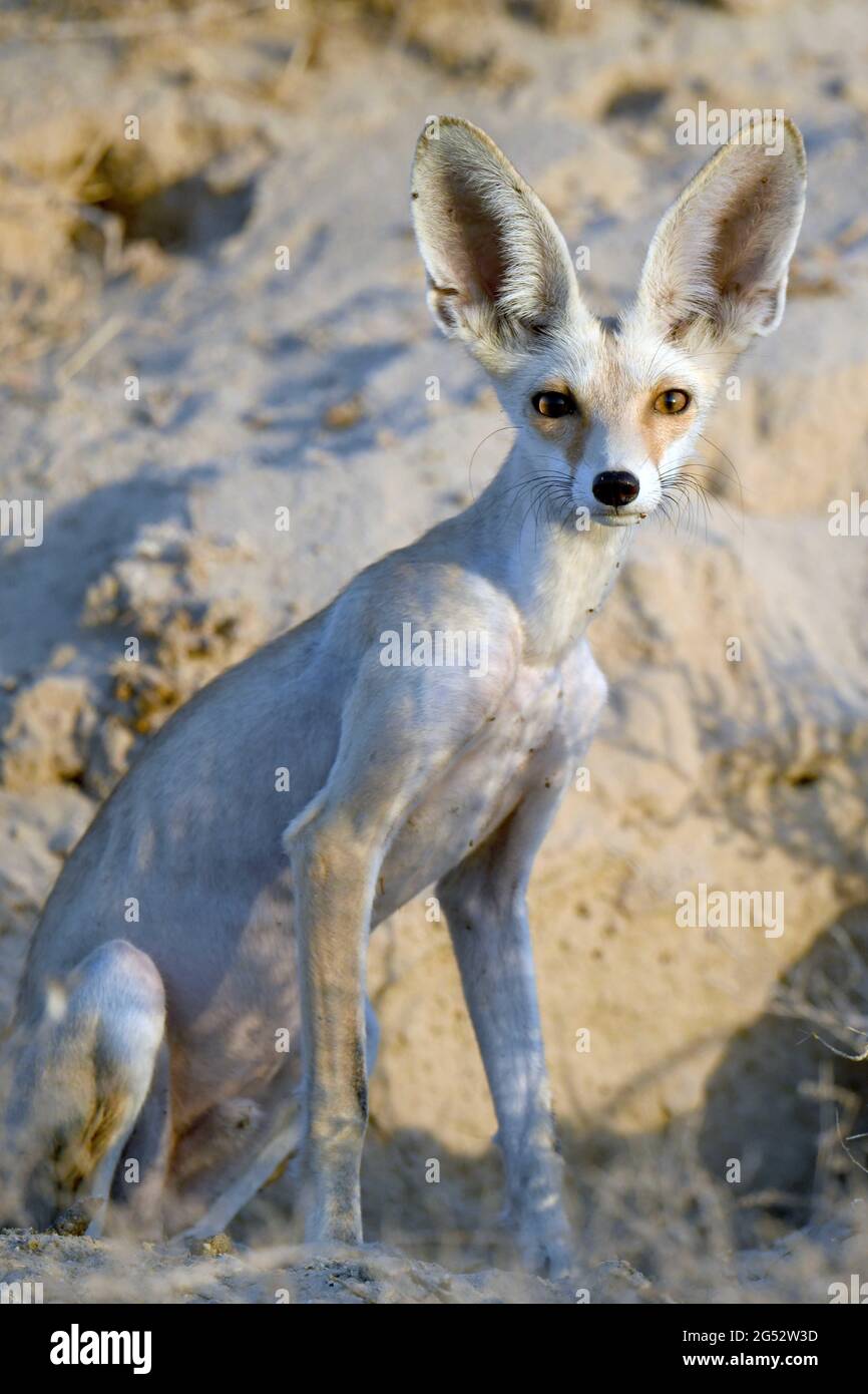 Arabian red fox hi-res stock photography and images - Alamy