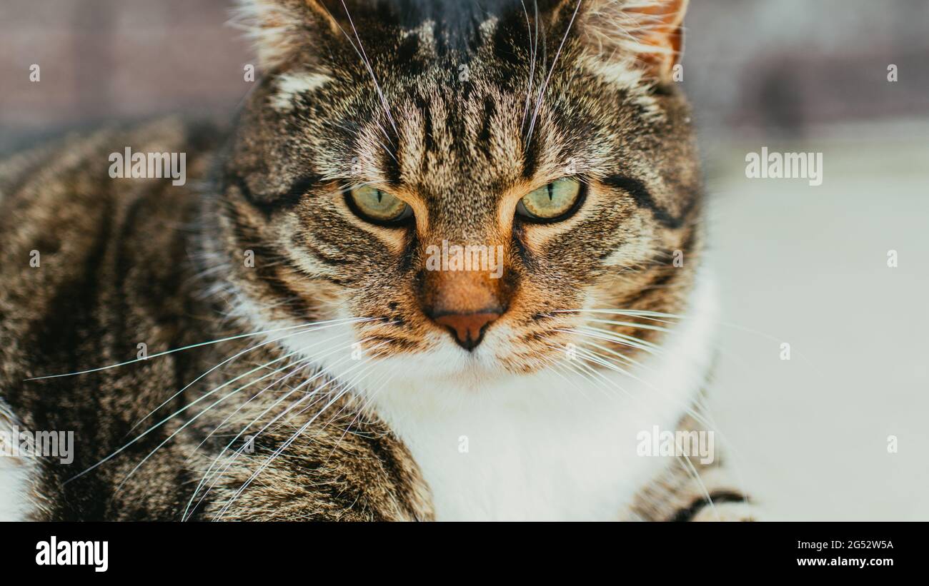 Portrait of a formidable big cat in the camera Stock Photo - Alamy