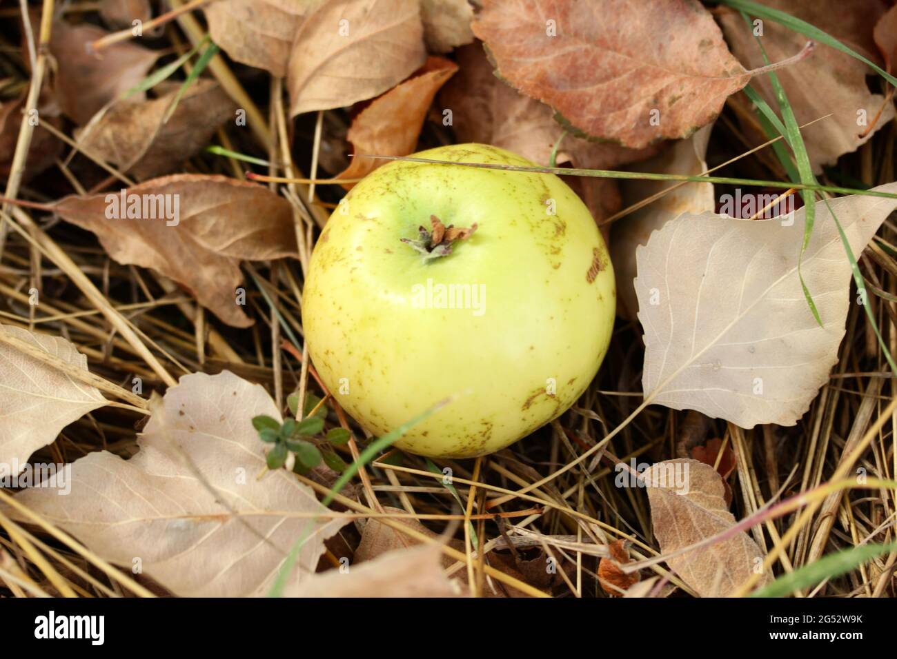 Bruise colored hi-res stock photography and images - Alamy