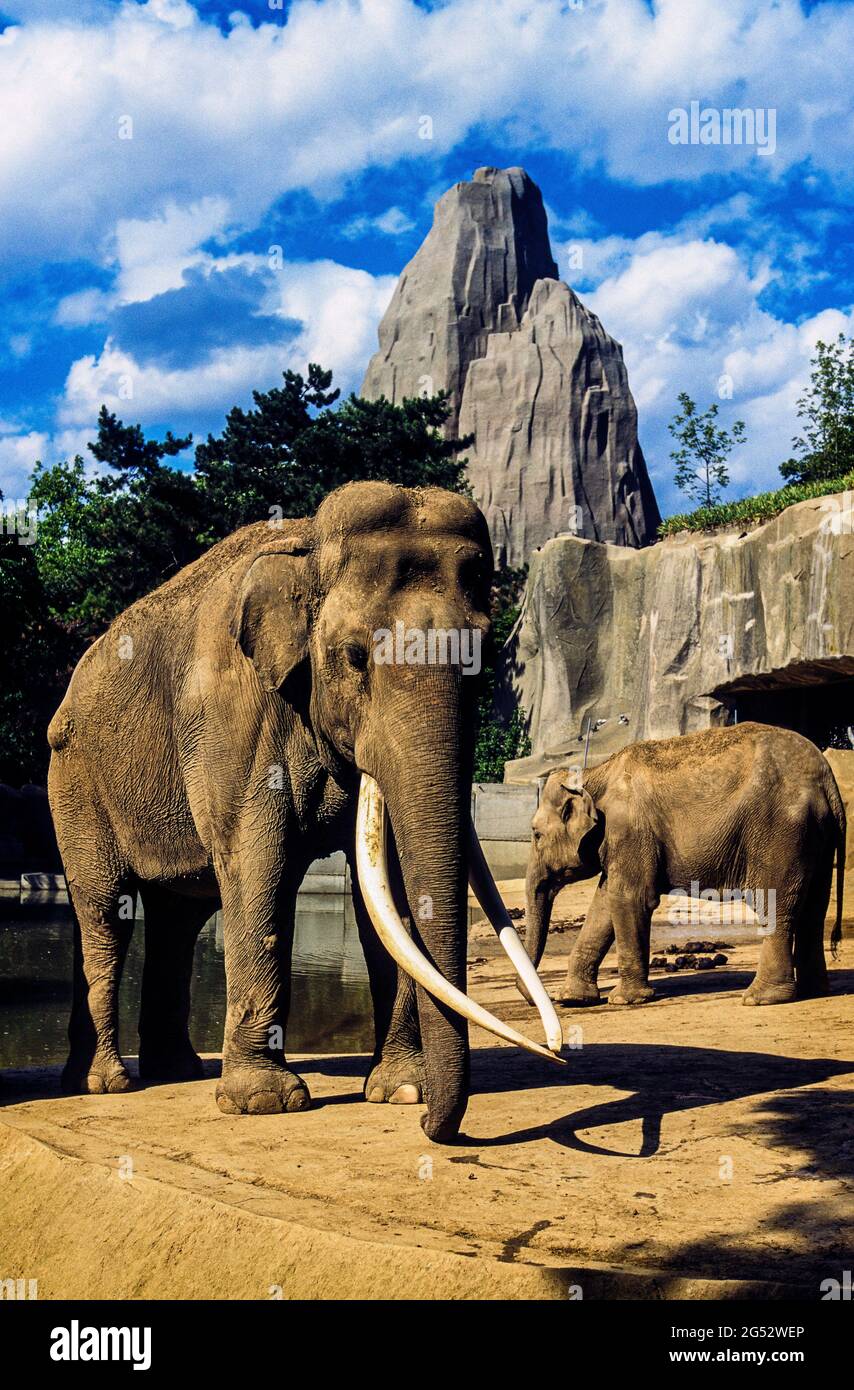 Siam elephant paris zoo hi-res stock photography and images - Alamy