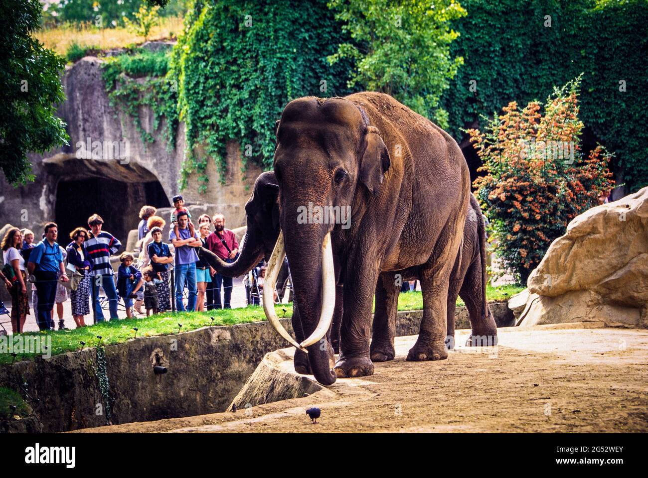 FRANCE. VAL DE MARNE (94) VINCENNES. PARIS ZOOLOGICAL PARK. THE FAMOUS ...