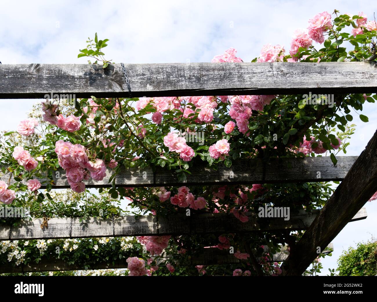 Summer roses in bloom at Southsea rose garden June UK Stock Photo - Alamy