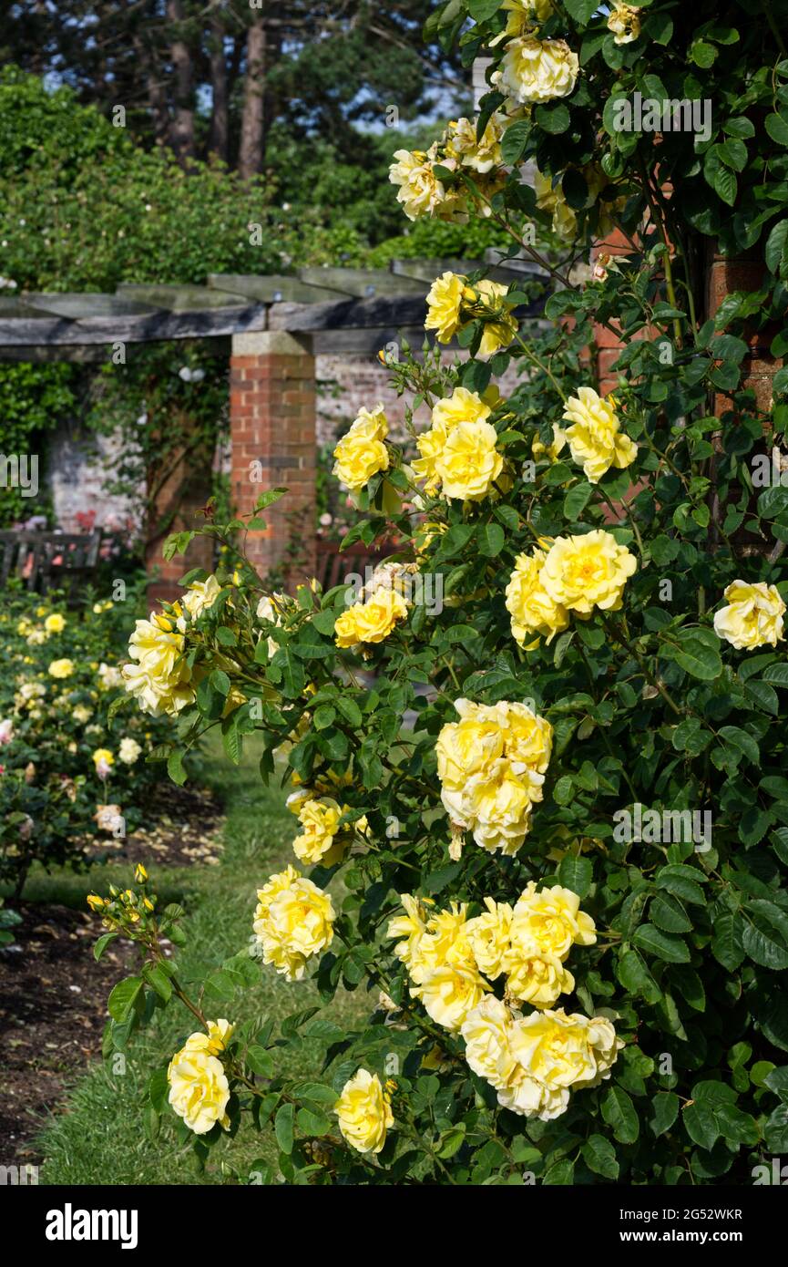 Climbing roses on pergola hi-res stock photography and images - Alamy
