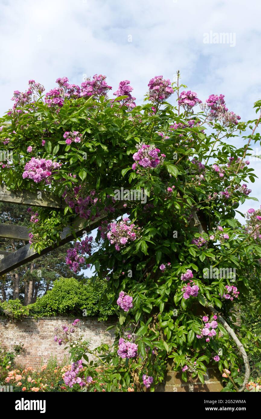 June roses in bloom at Southsea rose garden 2021 Stock Photo - Alamy