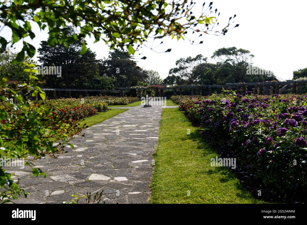 June roses in bloom along the path at Southsea rose garden 2021 Stock ...