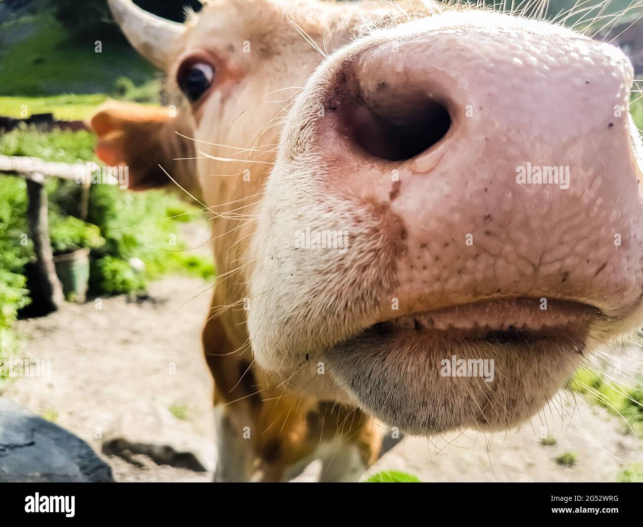 Cow nose close up hi-res stock photography and images - Alamy