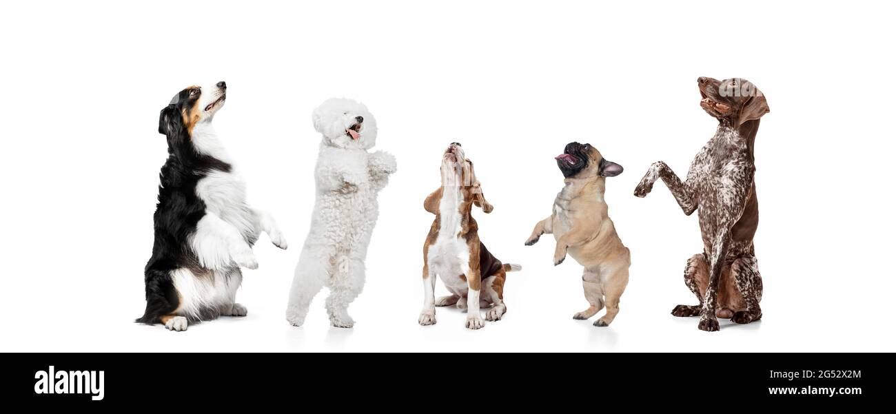 Art collage made of funny dogs different breeds posing isolated over white studio background ...