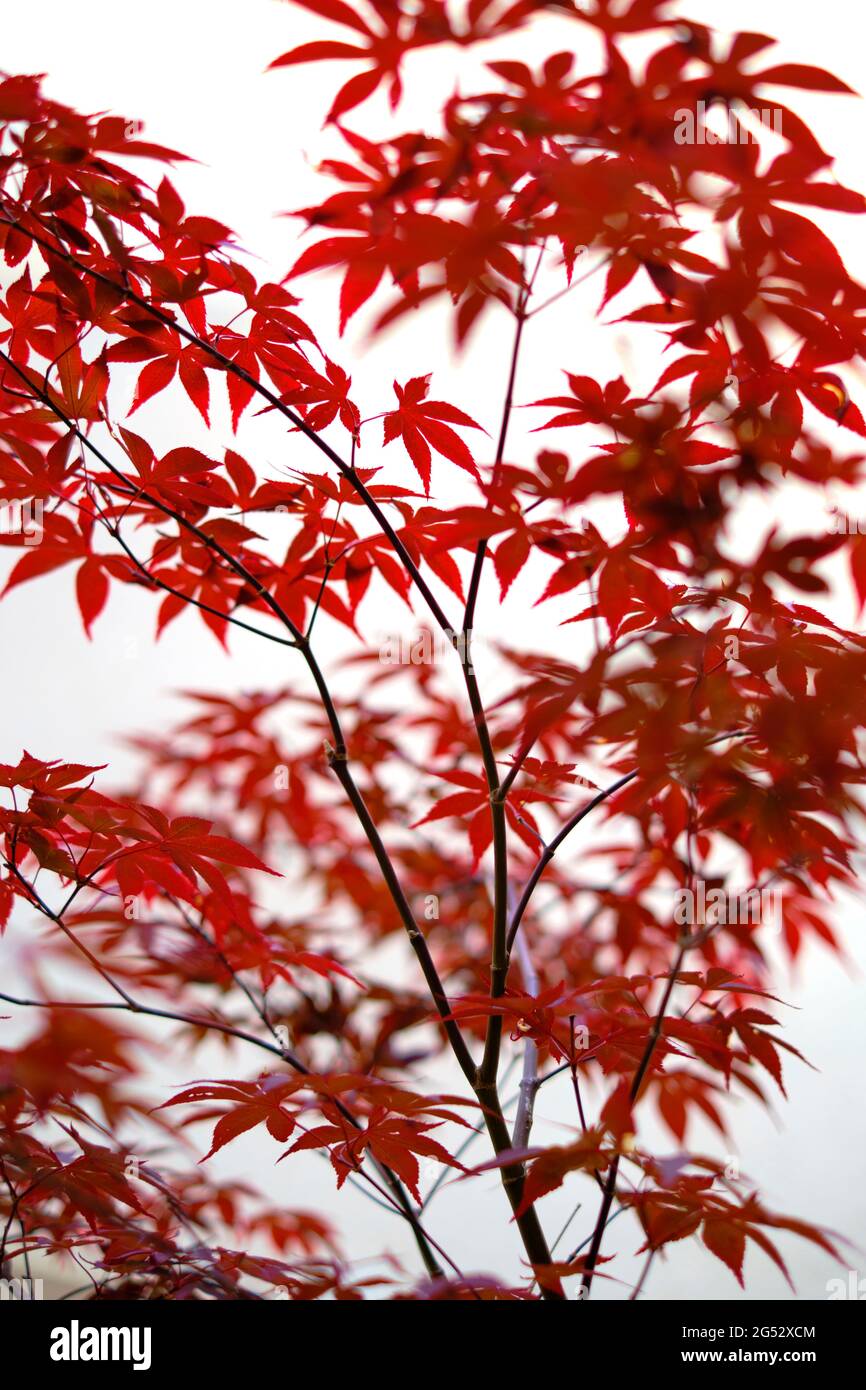 red leaves of small maple tree Stock Photo - Alamy