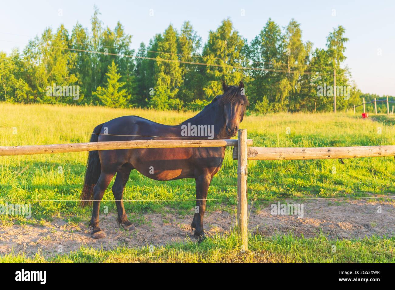 Brown horse at a farm.Brown Horse standing on a green summer Field ...