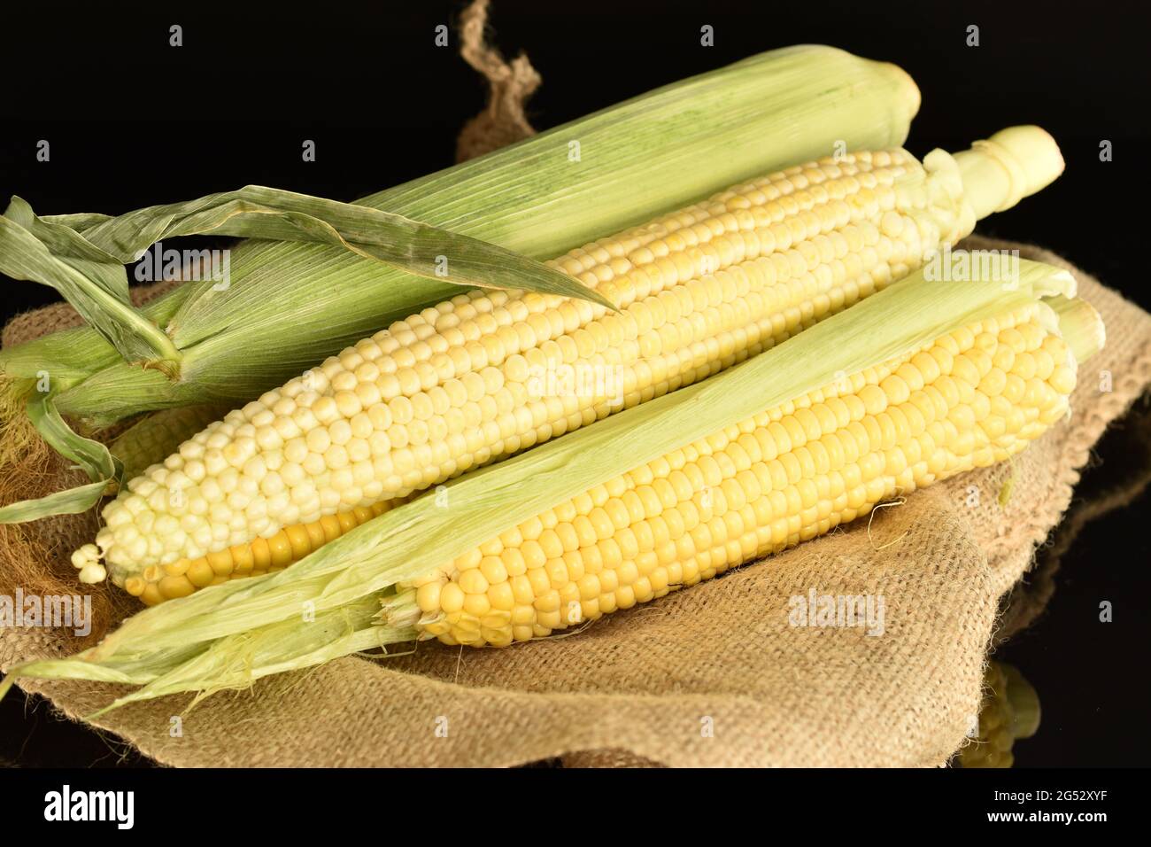 Three fresh sweet corn cobs on a sack of jute, close-up, on a black ...