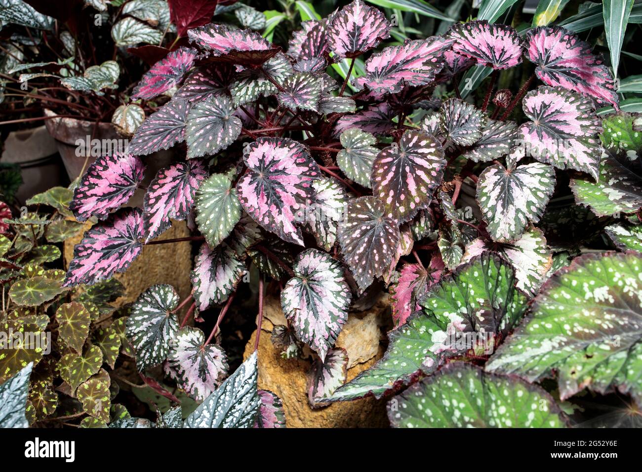 Rex begonia leaf with green and pink leaf pattern. Decoration of garden ...