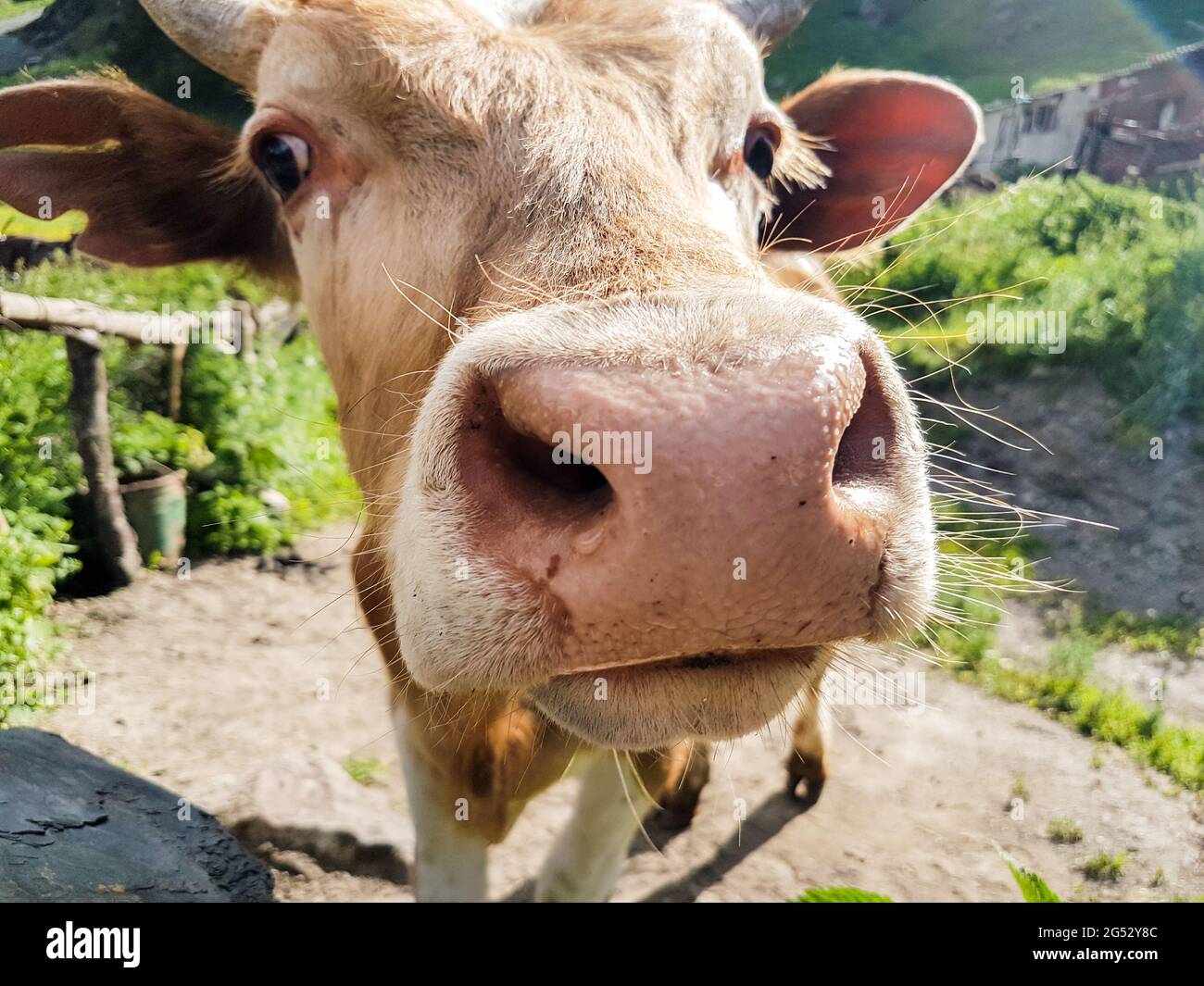 The cow nose close up in Georgia Stock Photo - Alamy