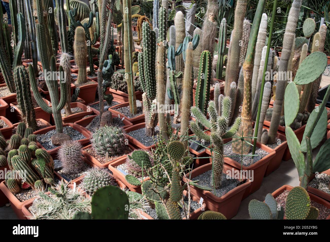 Natural backdrop. Various types of cacti and succulents in a tropical ...