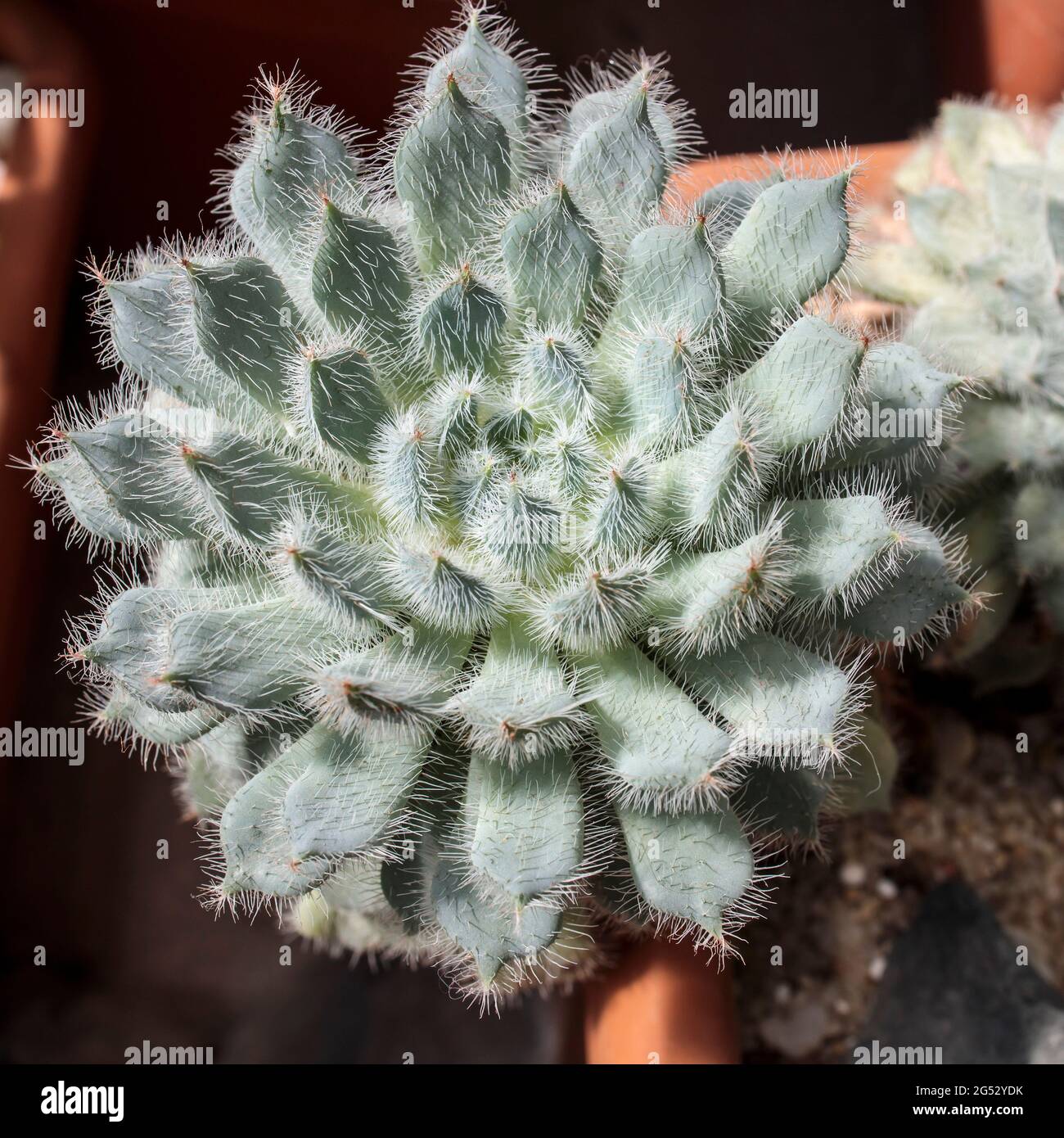 Succulent plant Echeveria setosa Rose & Purpus (Mexican Firecracker) in the pot. Square frame ...