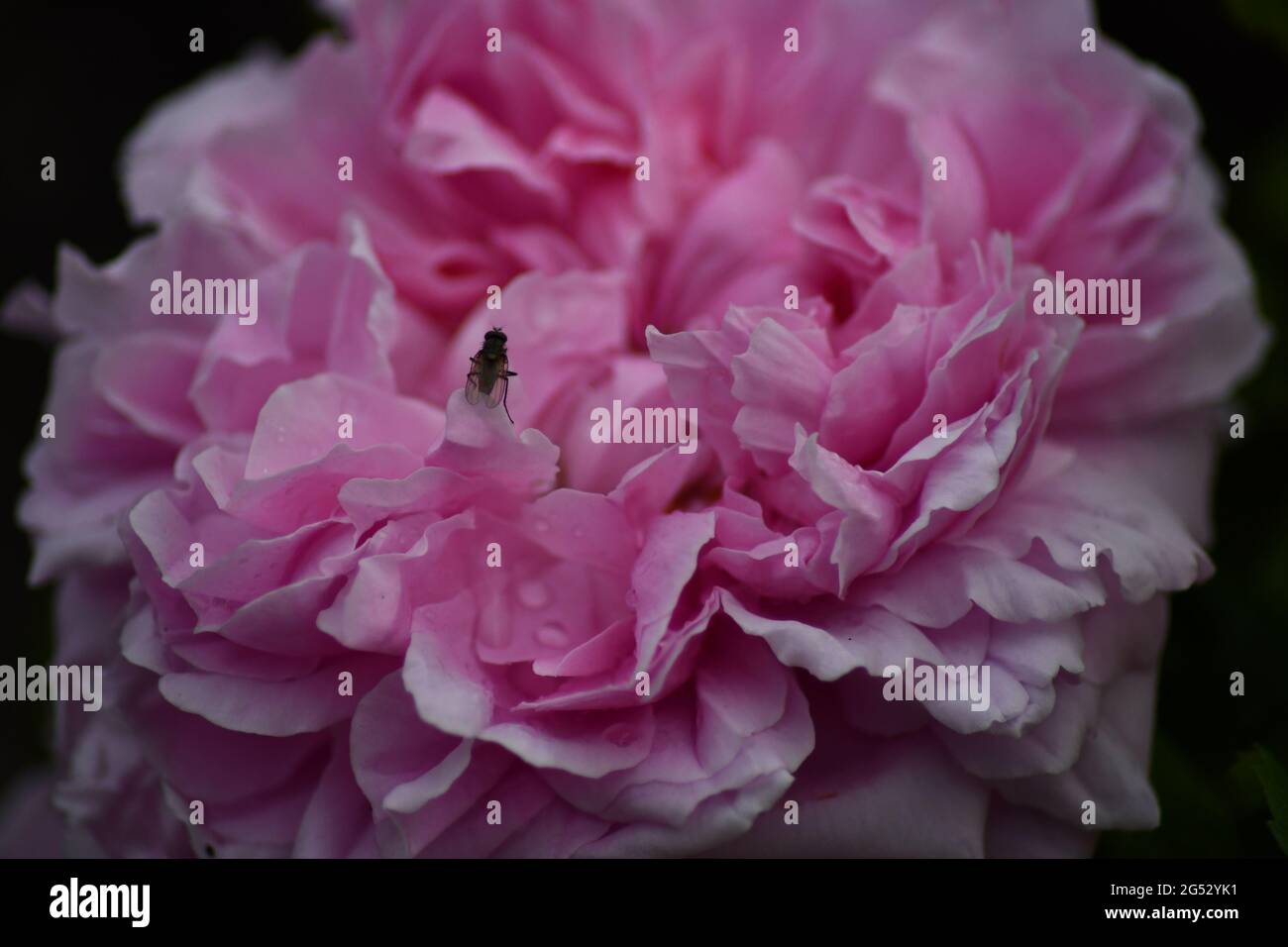 a large pink David Austin climbing rose with a fly sitting on one of ...