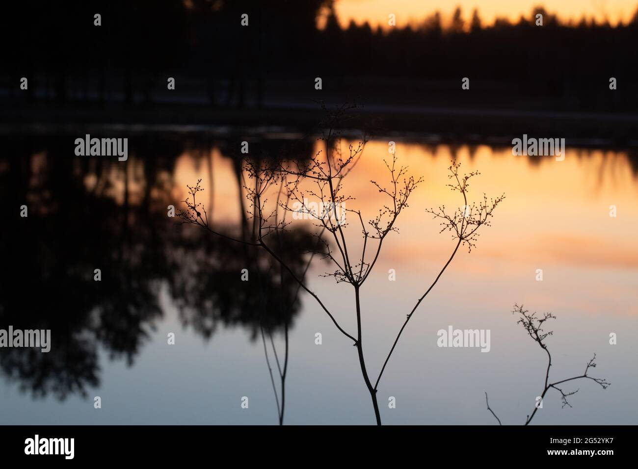 High contrast picture of plant in front of sunset lit lake Stock Photo ...