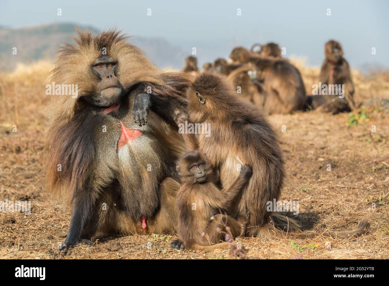 Baboon gelada theropithecus gelada hi-res stock photography and images ...