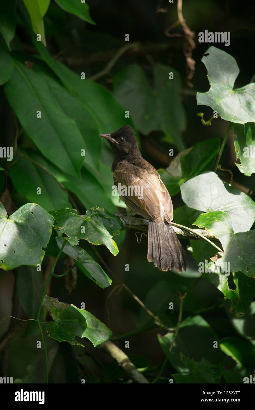 Black bulbul hi-res stock photography and images - Alamy