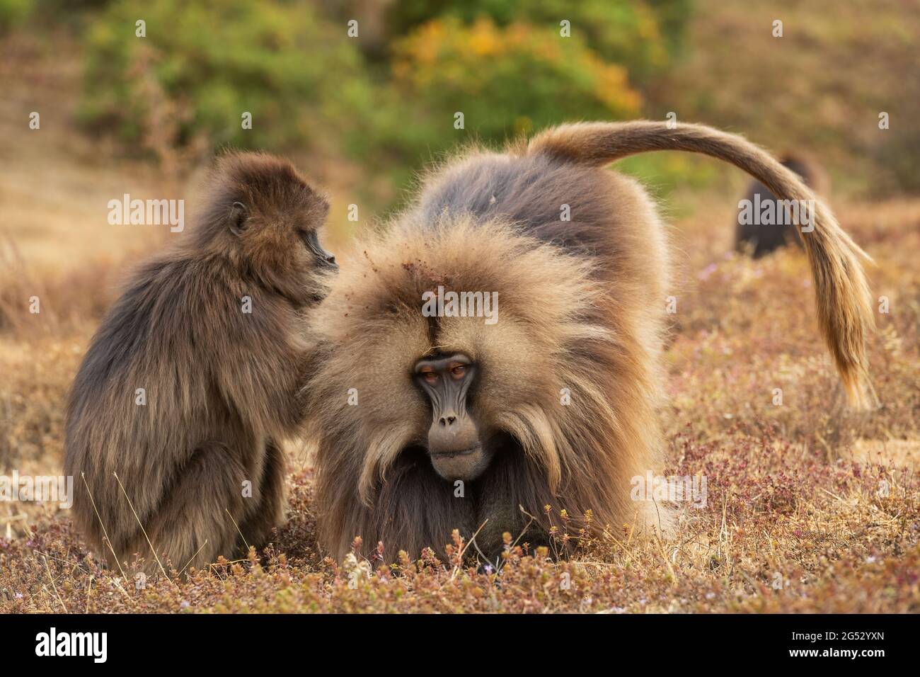 Gelada Baboon - Theropithecus gelada, beautiful ground primate from ...