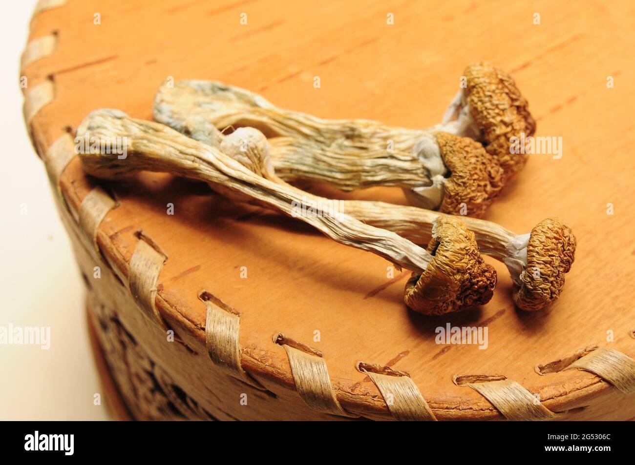 Dried Psilocybe Cubensis