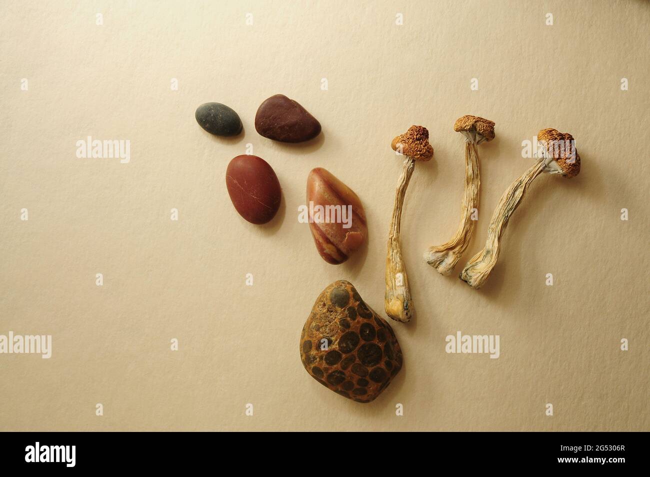 Dried Psilocybe Cubensis High Resolution Stock Photography and Images ...