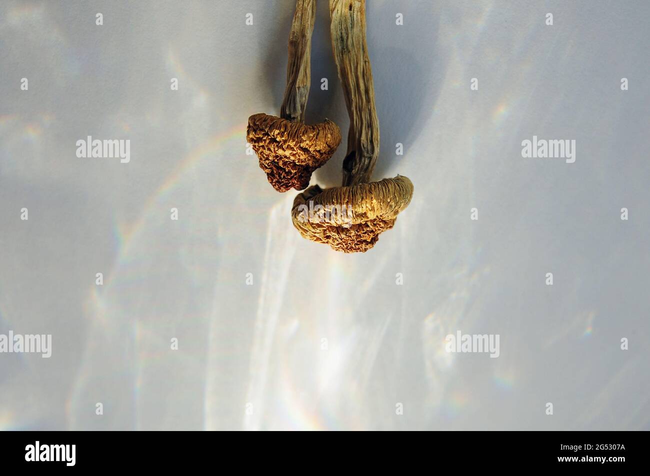 Microdosing concept. Dry psilocybin mushrooms on bright white ...