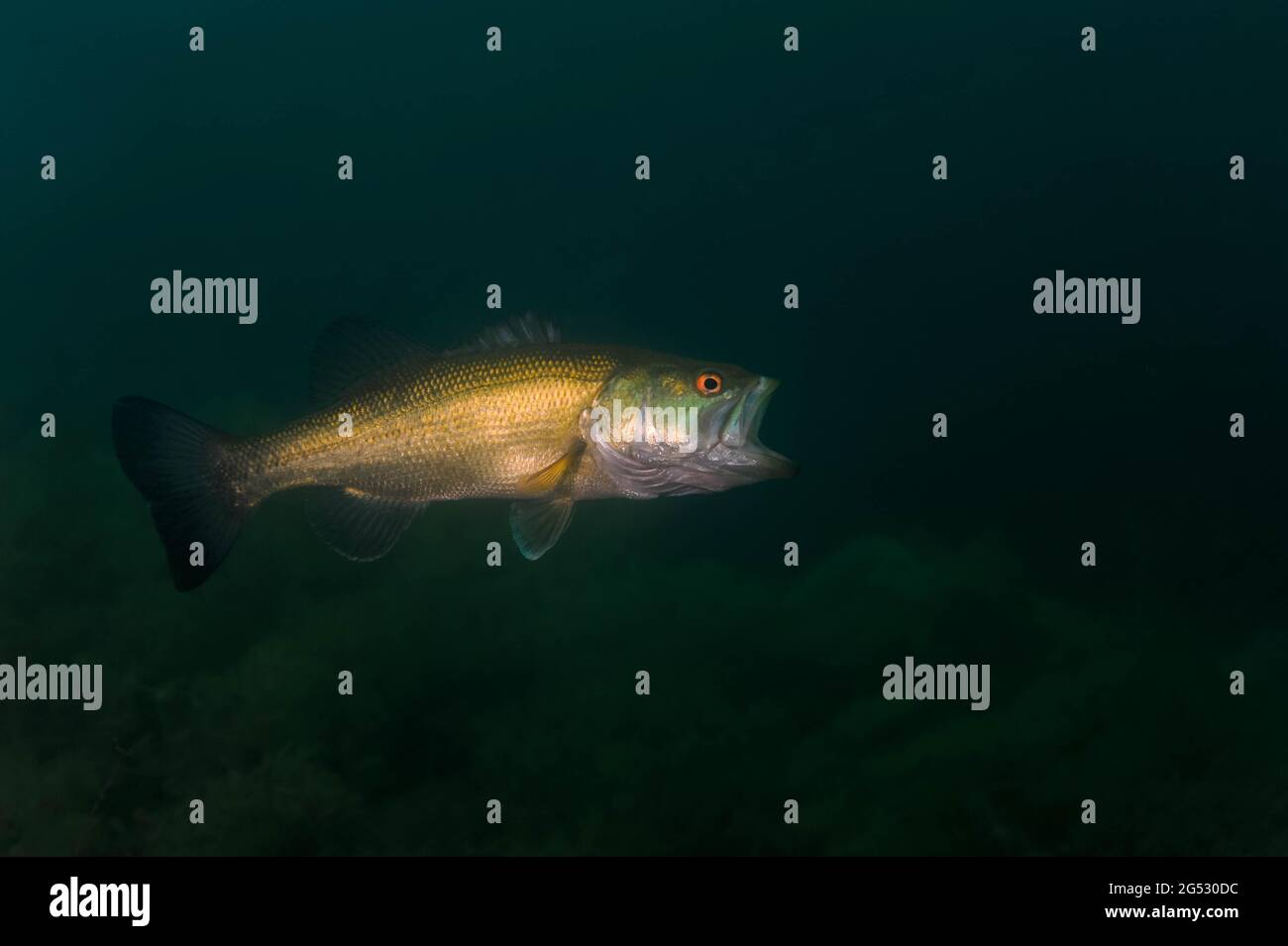 Smallmouth bass with big wide open mouth Stock Photo - Alamy