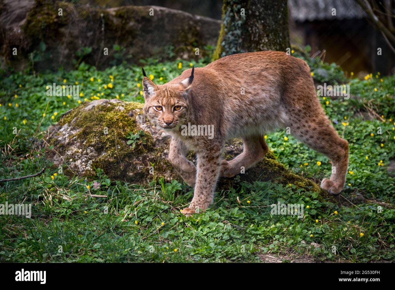 beautiful young lynx in Tierpark Goldau Stock Photo - Alamy