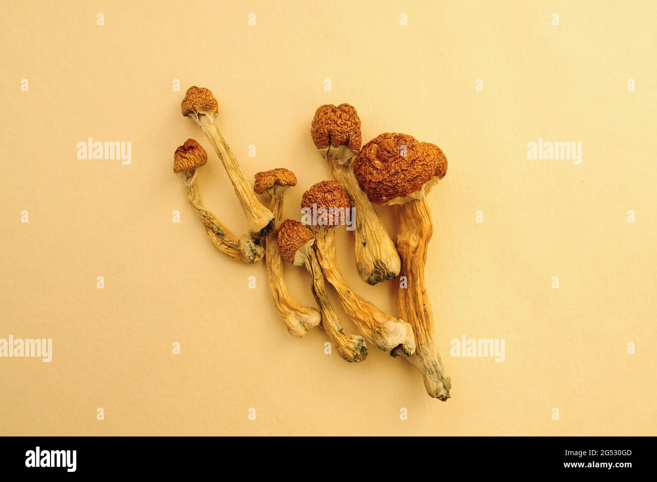 Psilocybe Cubensis mushrooms on golden background. Psilocybin ...