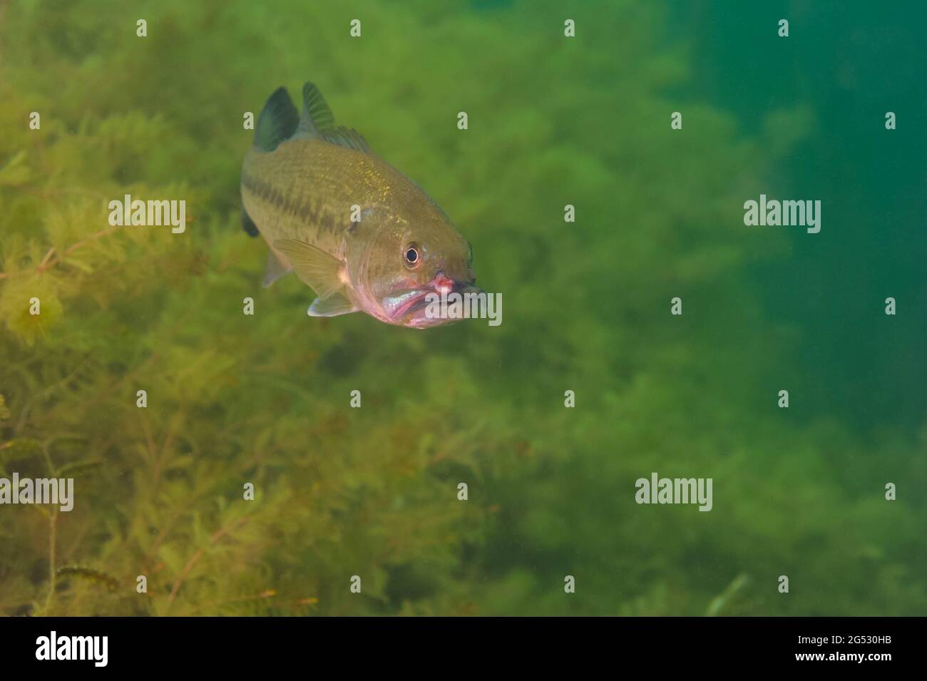 Smallmouth bass with injury from fishing lure Stock Photo - Alamy